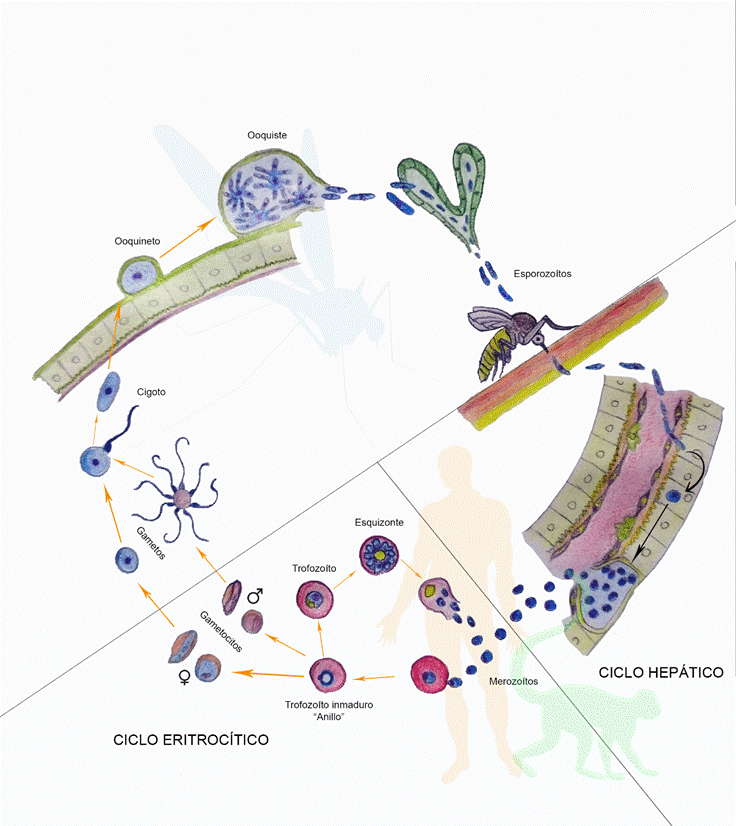 Celula De Plasmodium Falciparum EXPORT AND TRAFFICKING OF Plasmodium