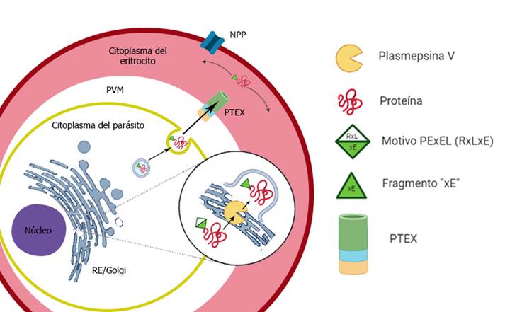 Celula De Plasmodium Falciparum EXPORT AND TRAFFICKING OF Plasmodium