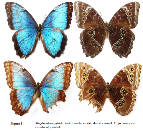 CONTRIBUCIÓN A LA DISTRIBUCIÓN DE LAS MARIPOSAS DEL GÉNERO Morpho Fabricius, 1807 (LEPIDOPTERA ...