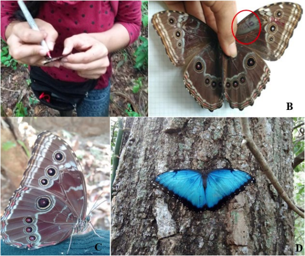 Estructura poblacional de Morpho helenor peleides kollar, 1850 (lepidoptera: nymphalidae) en un ...
