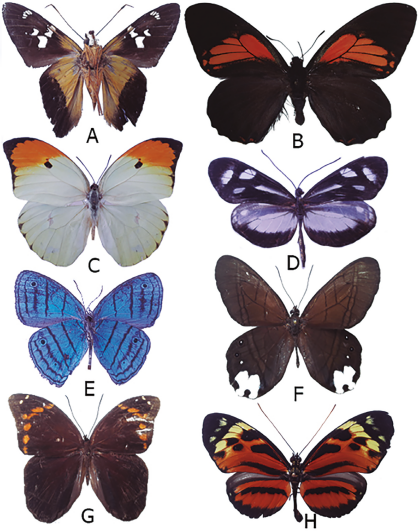 Mariposas de un sector sur de la vertiente este de la Cordillera Oriental del municipio de ...