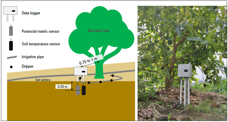 Advances in Hass avocado irrigation scheduling under digital agriculture approach