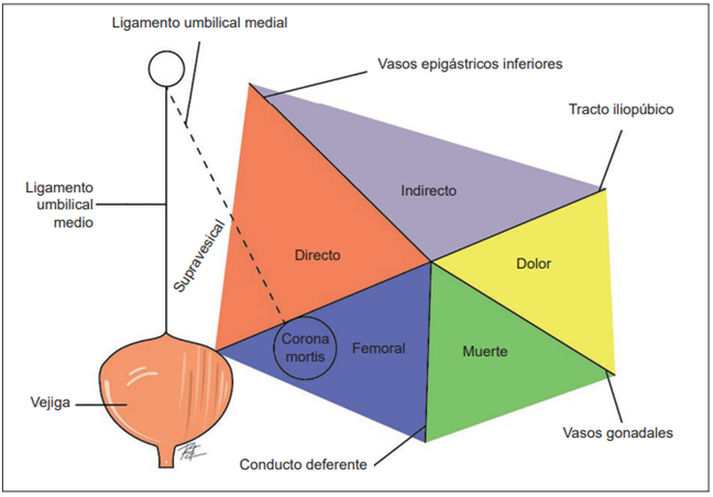 Importancia del conocimiento anatómico del espacio extraperitoneal y su utilidad en los ...
