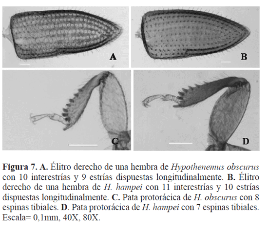 Aspectos biológicos, morfológicos y genéticos de Hypothenemus obscurus e Hypothenemus hampei ...