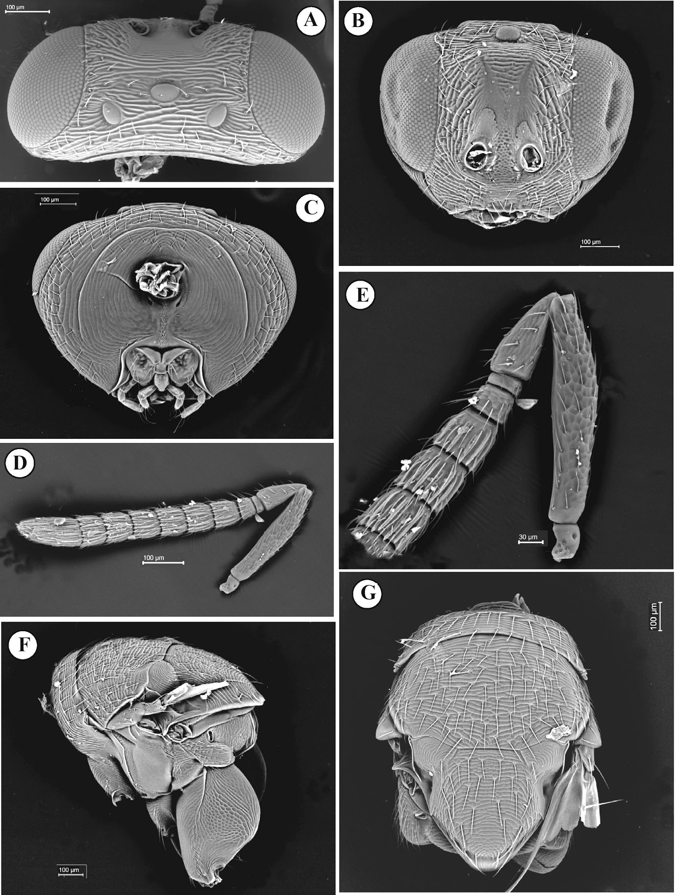 Ormyridae (Hymenoptera, Chalcidoidea) de Panamá asociados con agallas de cinípidos (Hymenoptera ...